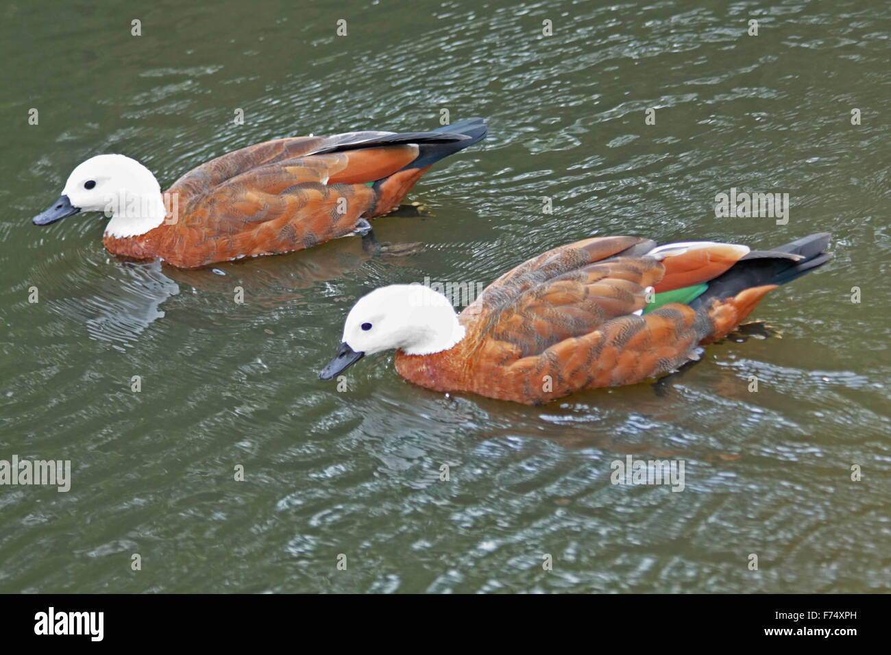 Two white duck hi-res stock photography and images - Alamy