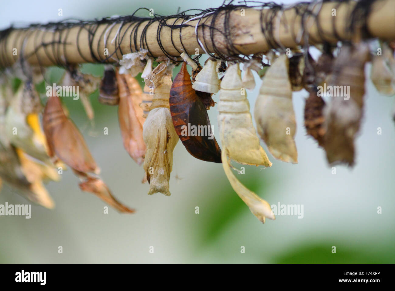Tropical butterfly chrysalis hi-res stock photography and images - Alamy