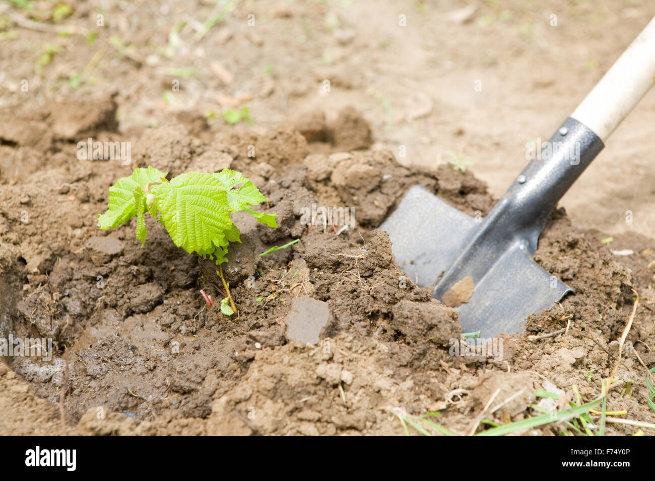 transplant of a small tree Stock Photo - Alamy