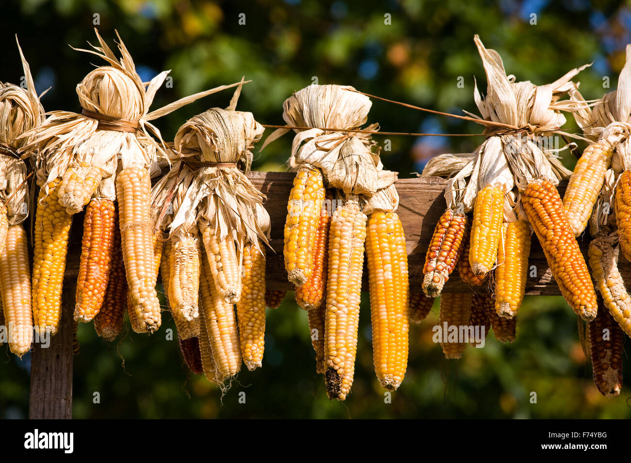 Ears of fresh corn Stock Photo - Alamy