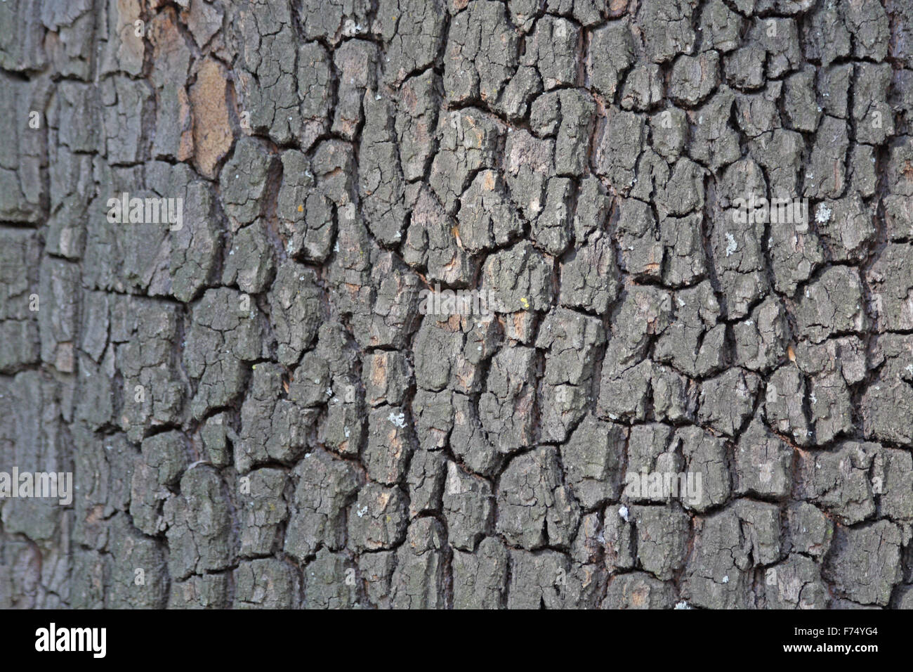 Chestnut tree bark Stock Photo - Alamy