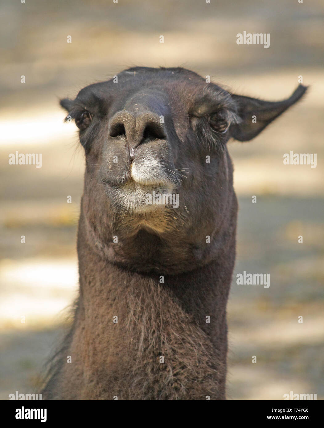 Mouth nose lama hi-res stock photography and images - Alamy