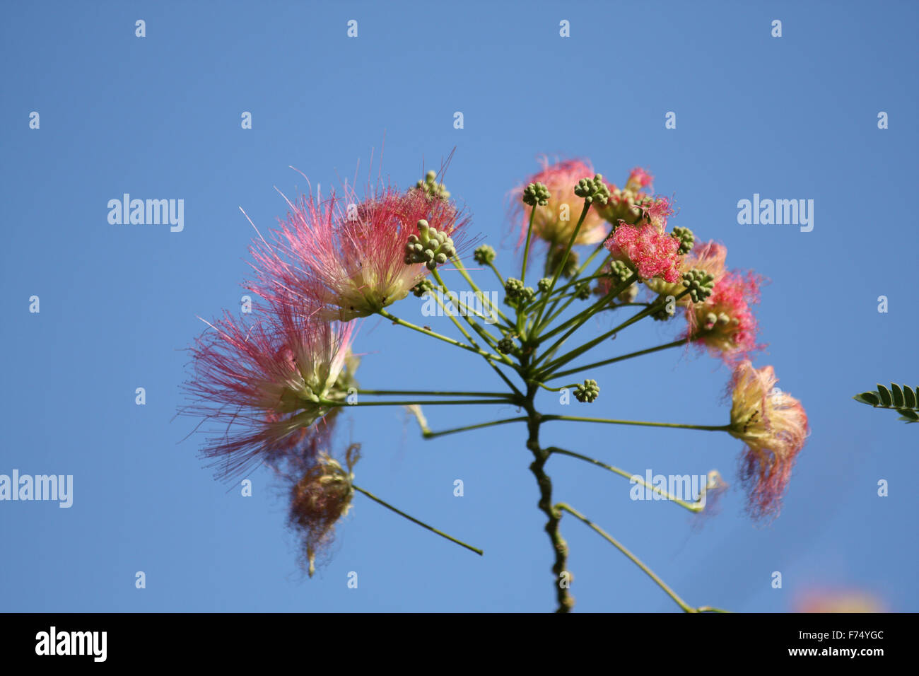 Blossoms of the silk tree Stock Photo - Alamy