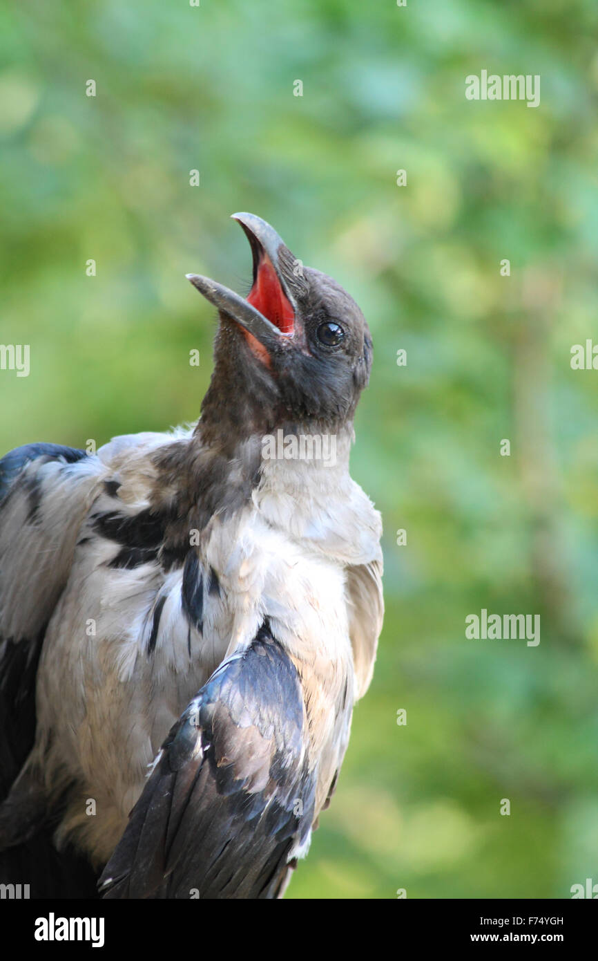 Black crow head hi-res stock photography and images - Alamy