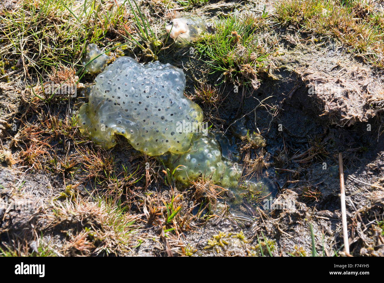 Clumps of frog spawn hi-res stock photography and images - Alamy