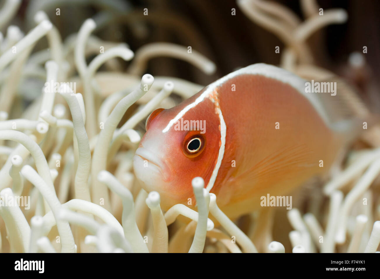 Tropical fish pink hi-res stock photography and images - Alamy