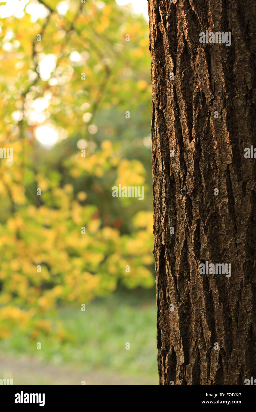 Bark old walnut tree hi-res stock photography and images - Alamy