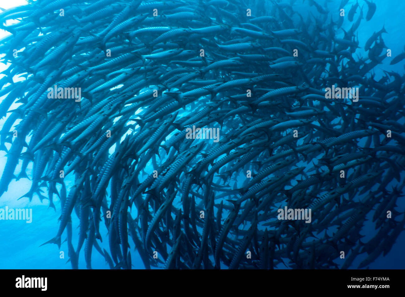 School of barracudas underwater Stock Photo - Alamy