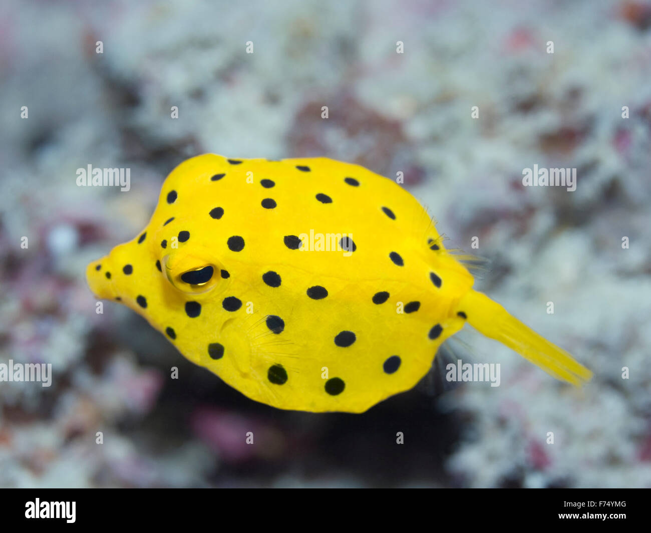 Spotted boxfish hi-res stock photography and images - Alamy