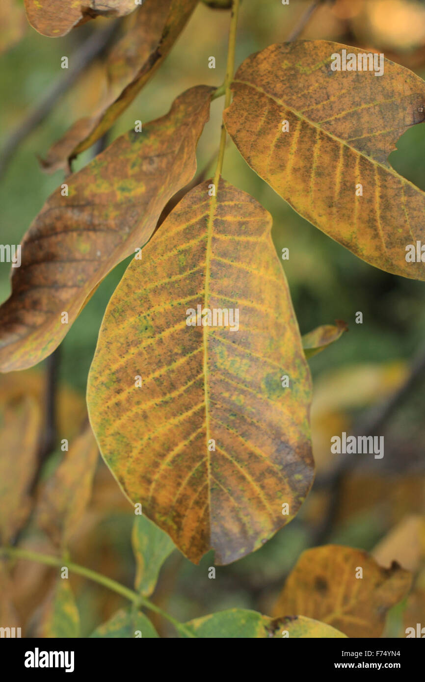 Walnut and leaf hi-res stock photography and images - Alamy