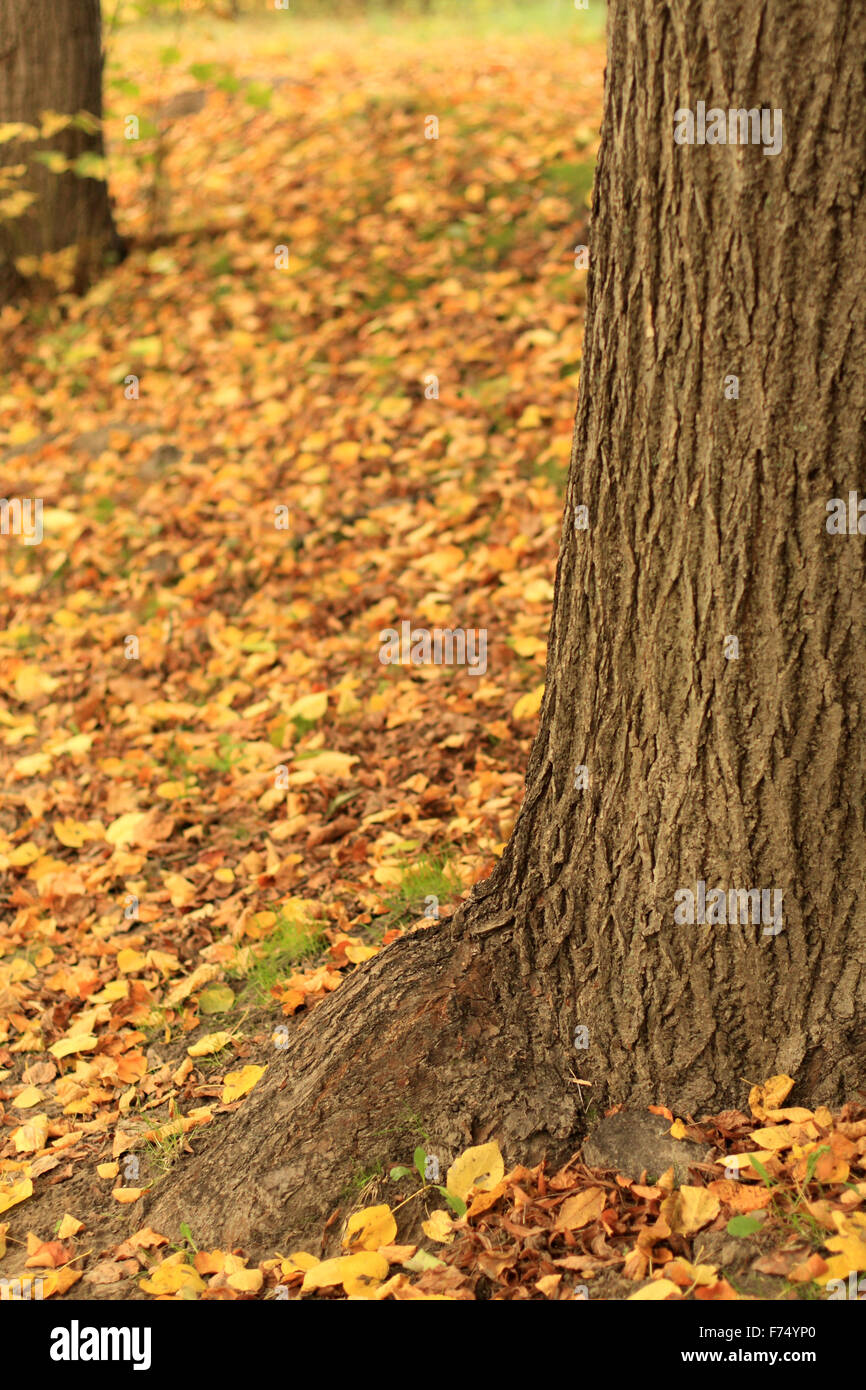 Golden walnut wood hi-res stock photography and images - Alamy