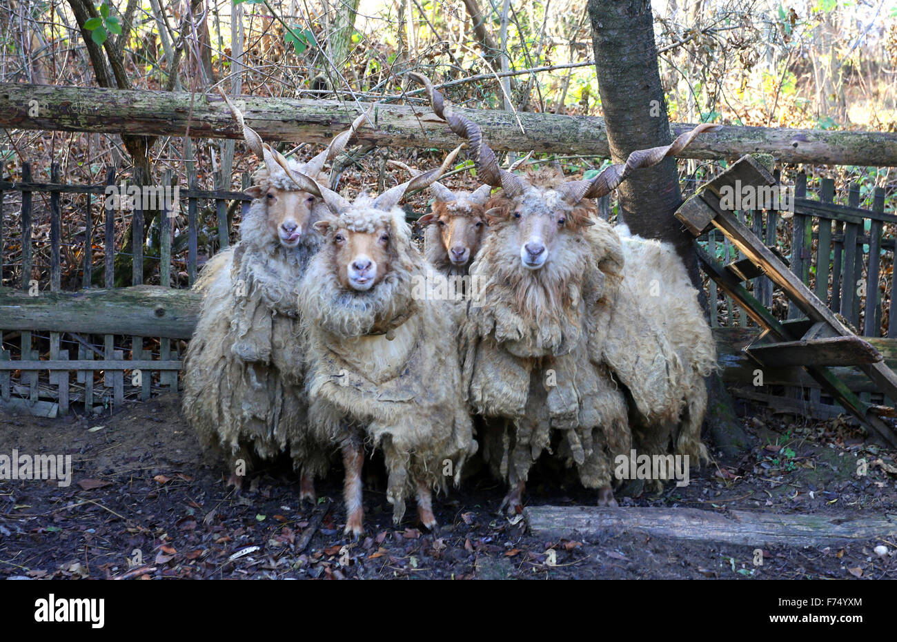 Group of authentic hungarian sheep breed name is racka Stock Photo - Alamy