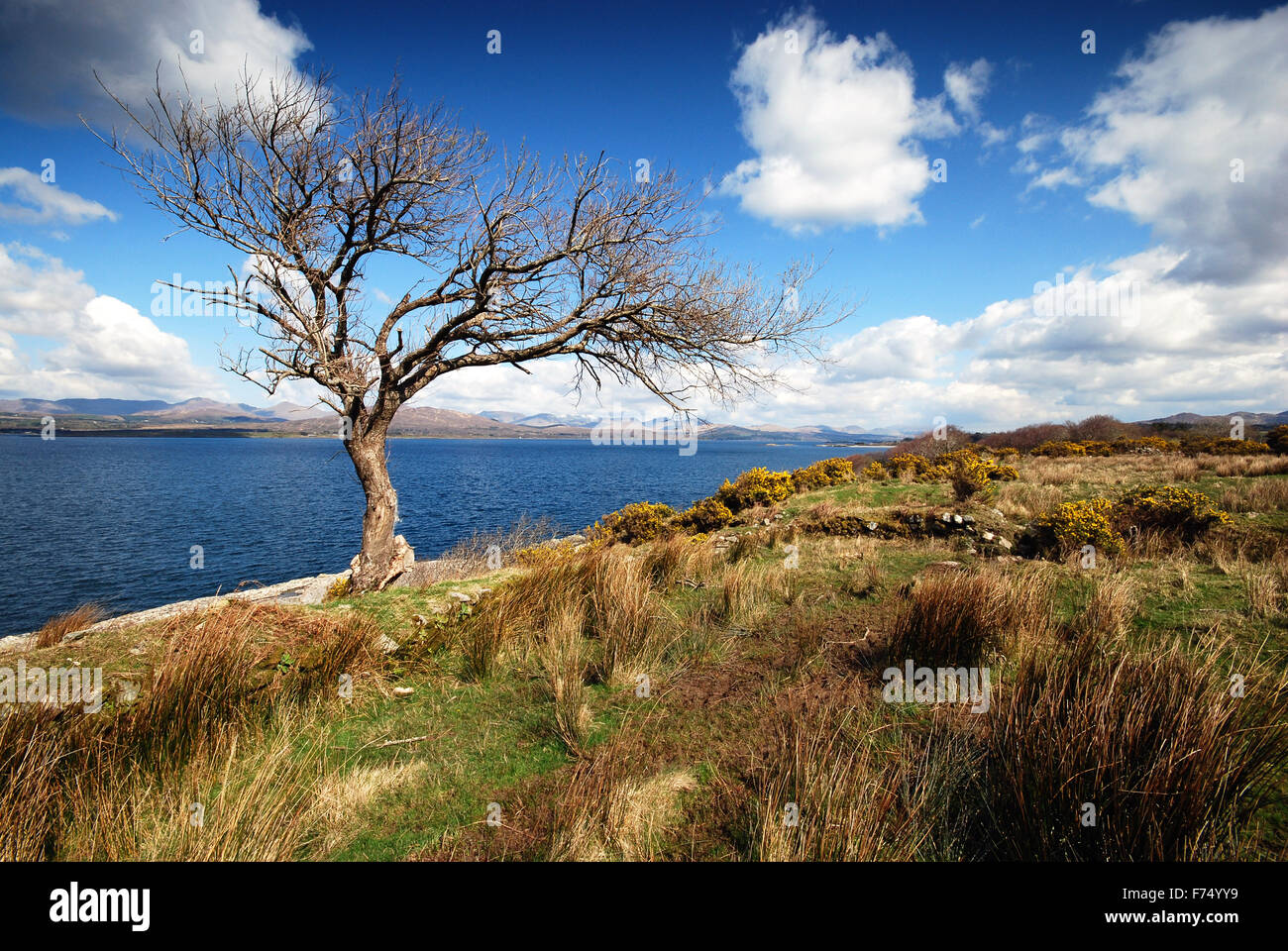 The lonely tree Stock Photo - Alamy