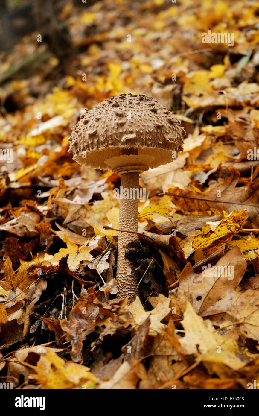 Golden brown cap mushroom hi-res stock photography and images - Alamy