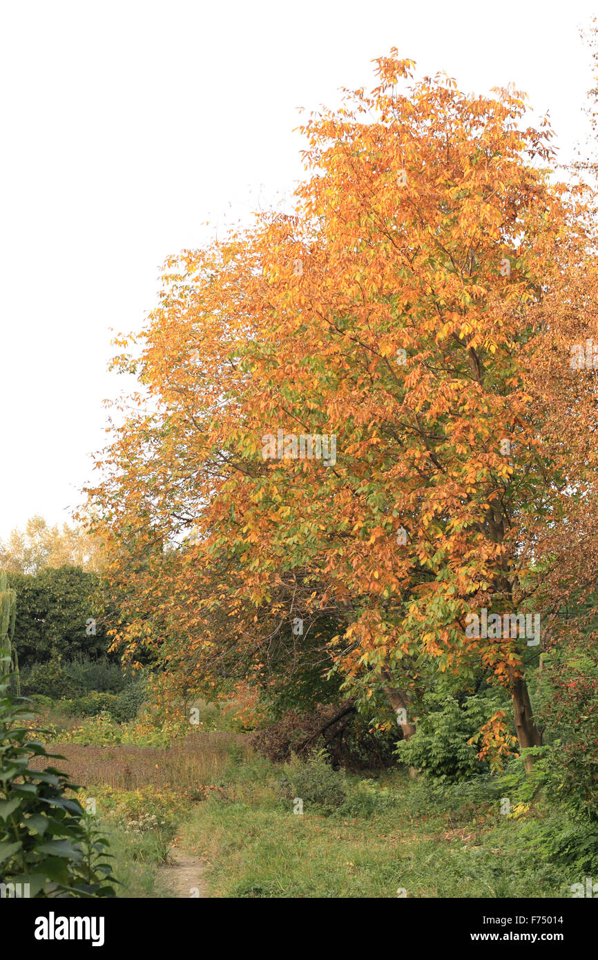 Walnut way hi-res stock photography and images - Alamy