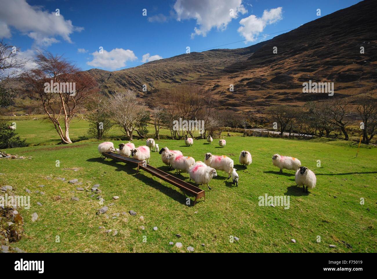 The Irish sheeps Stock Photo - Alamy