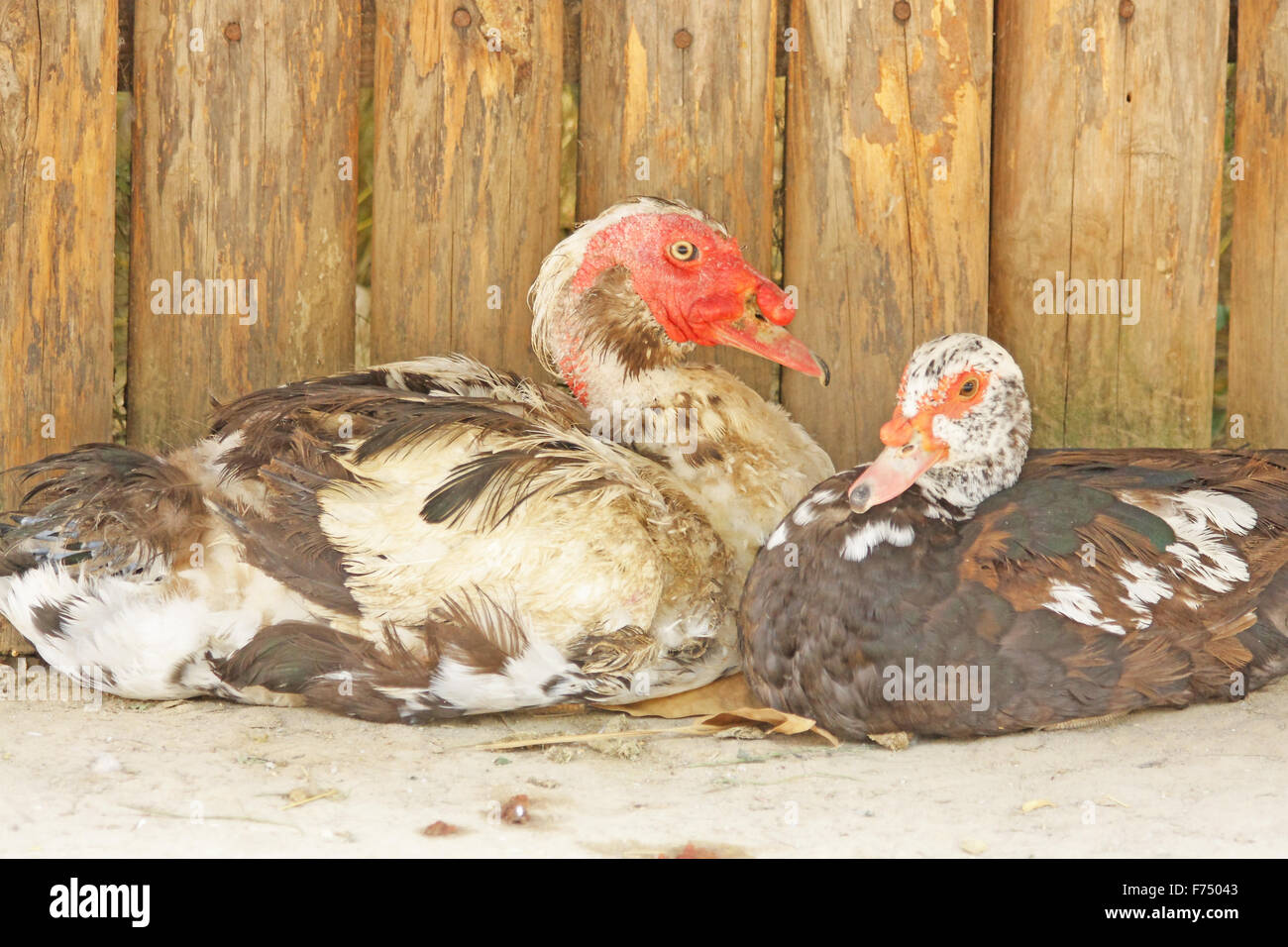 Hybrid ducks hi-res stock photography and images - Alamy