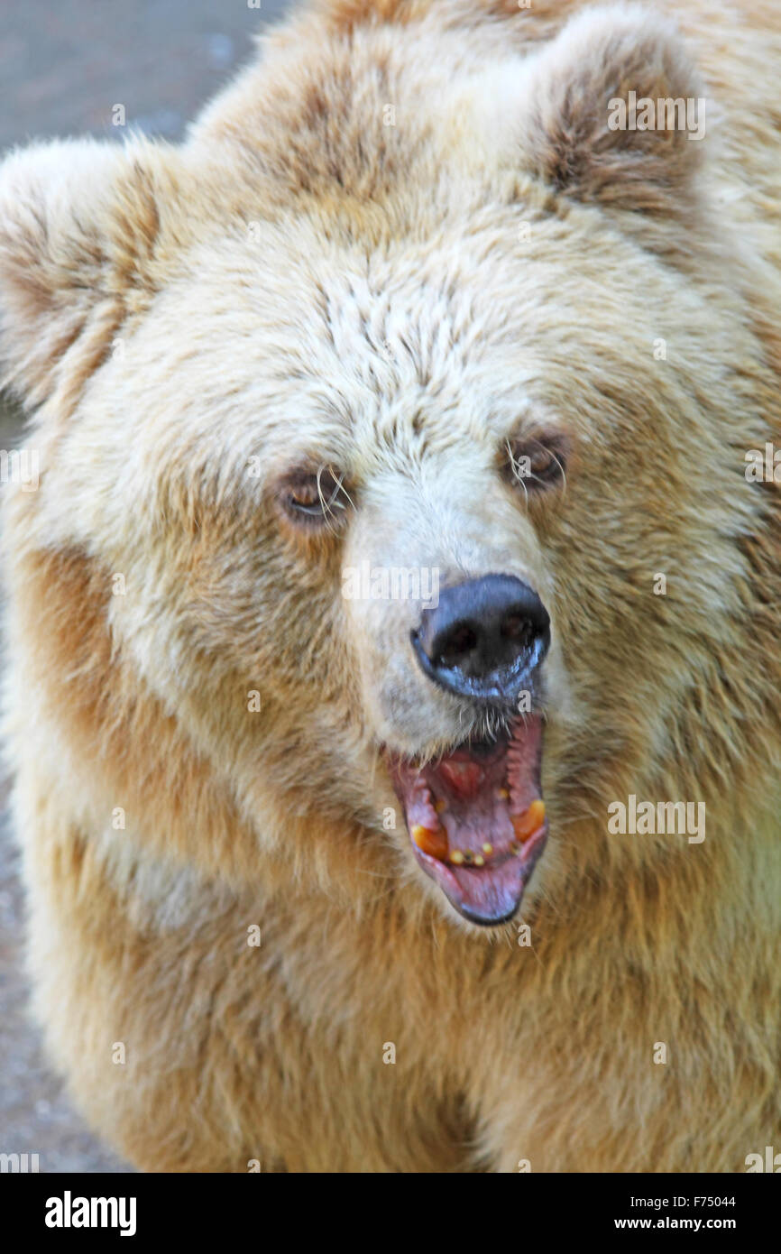 Angry bear Stock Photo - Alamy