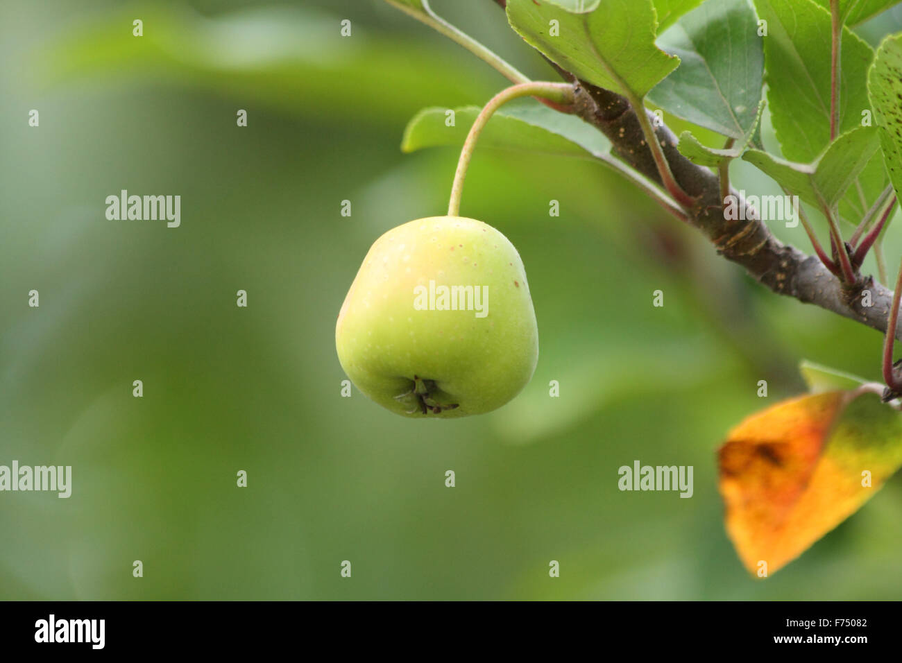 Green sour apple hi-res stock photography and images - Alamy