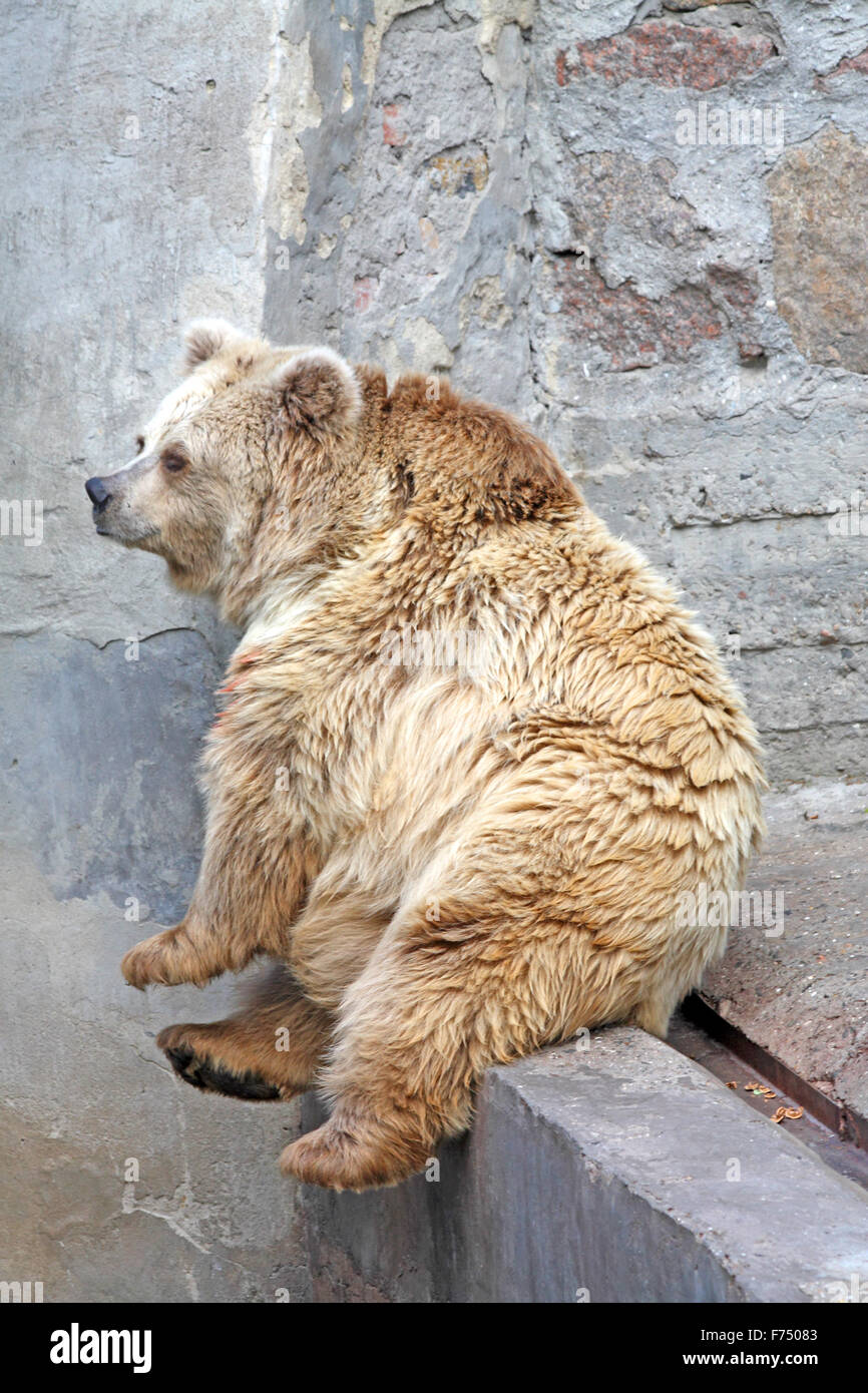 Funny brown bear hi-res stock photography and images - Alamy
