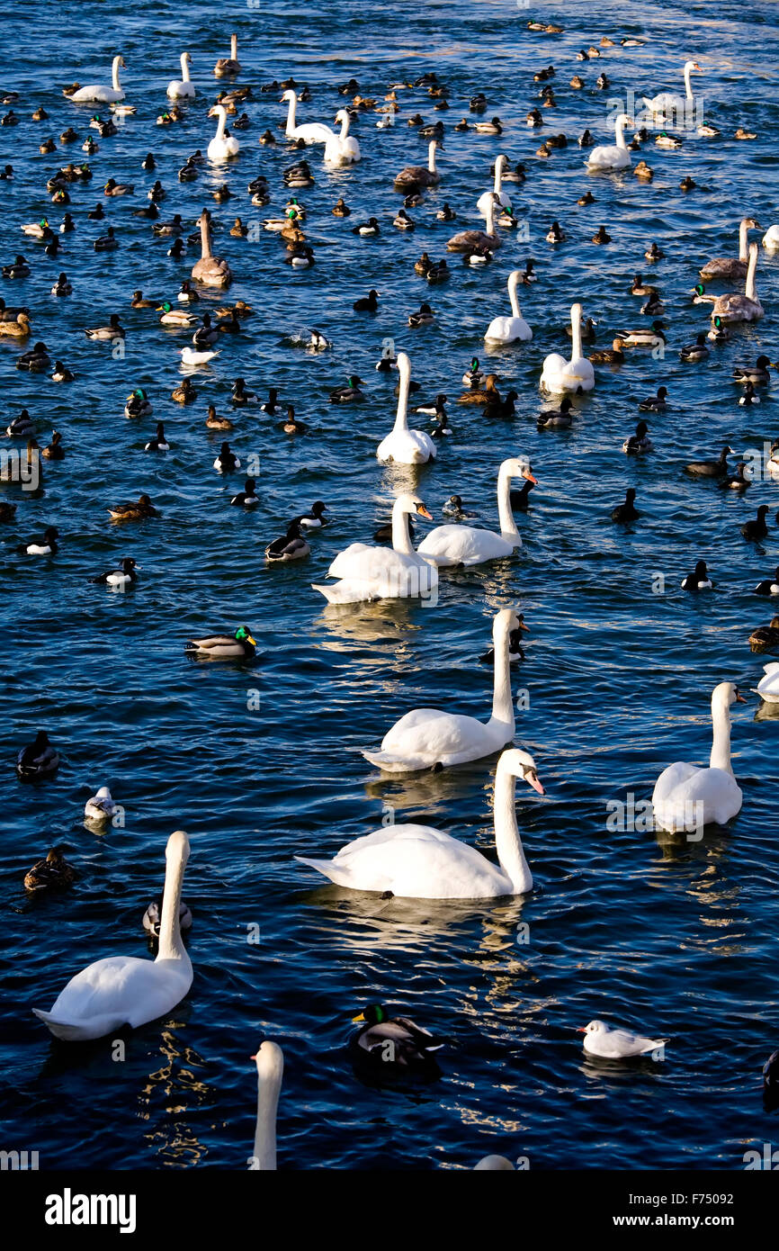 Birds in Stockholm Stock Photo - Alamy