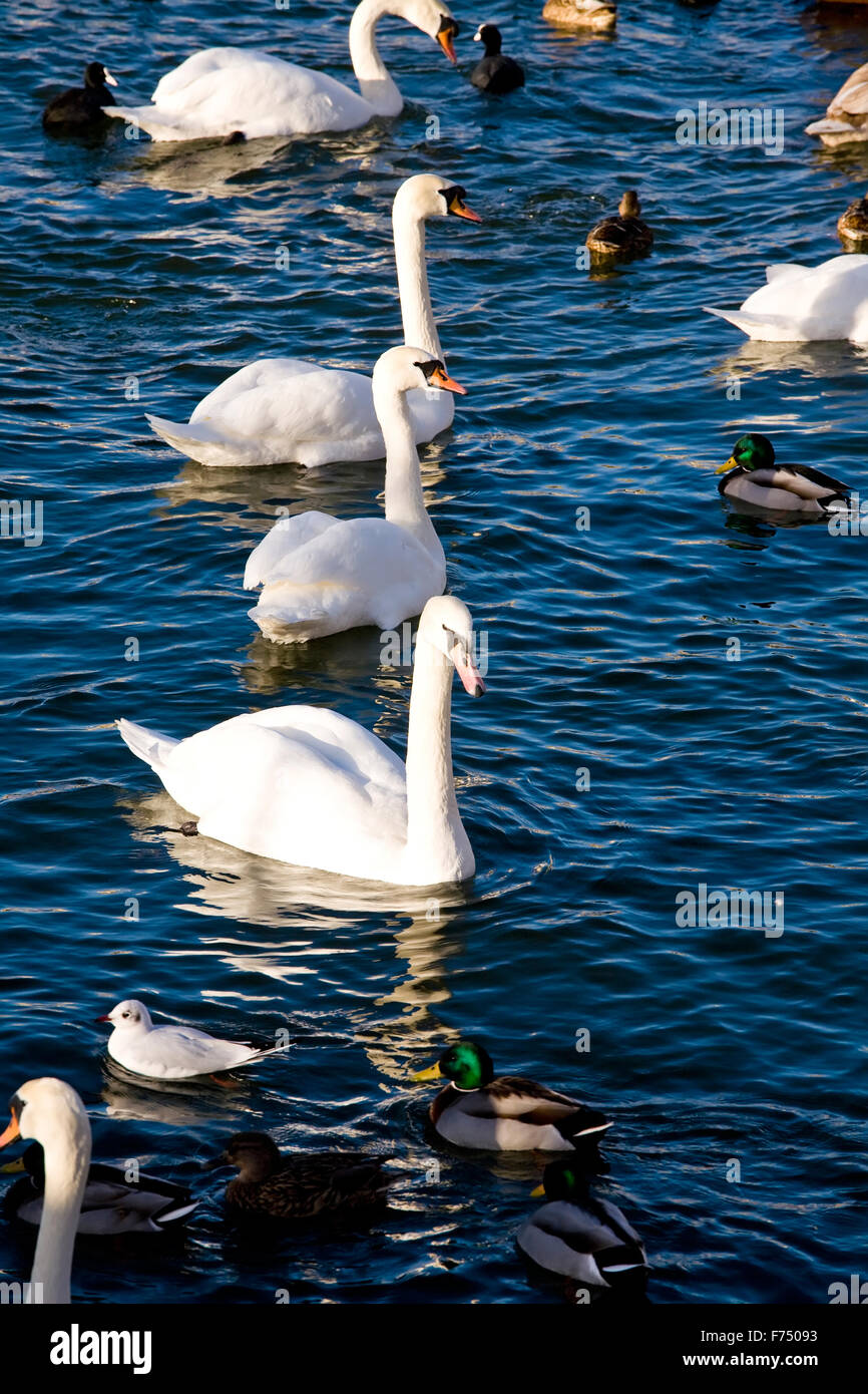Birds in Stockholm Stock Photo - Alamy