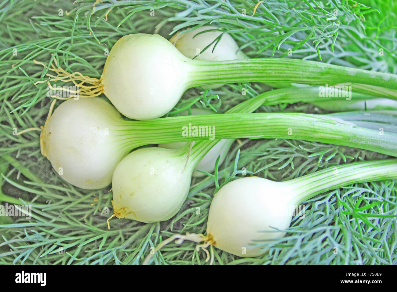 Bitter Fennel High Resolution Stock Photography and Images - Alamy