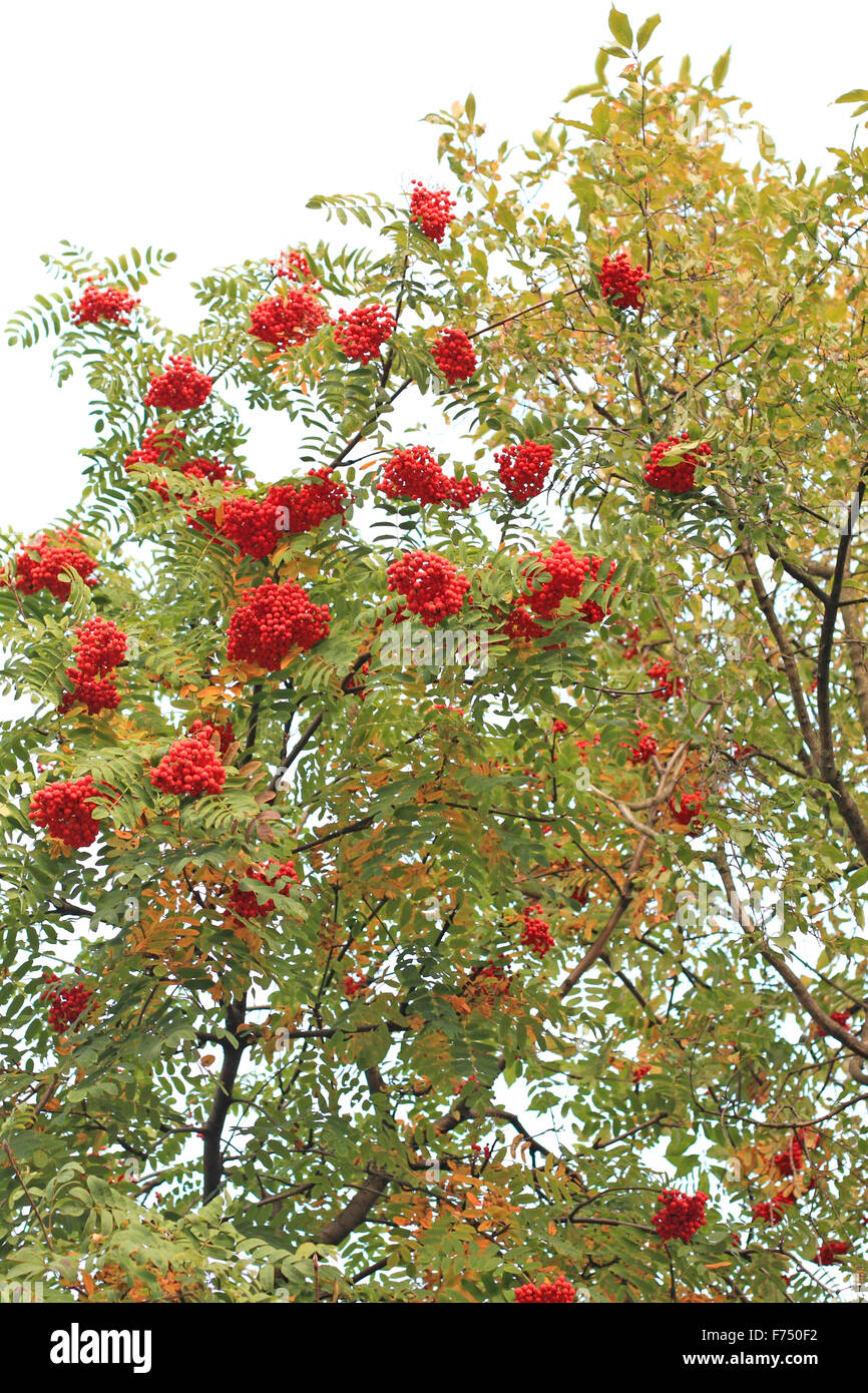 Rowanberry hi-res stock photography and images - Alamy