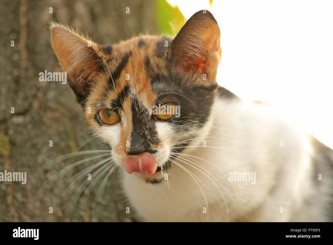 Cat with antenna hi-res stock photography and images - Alamy