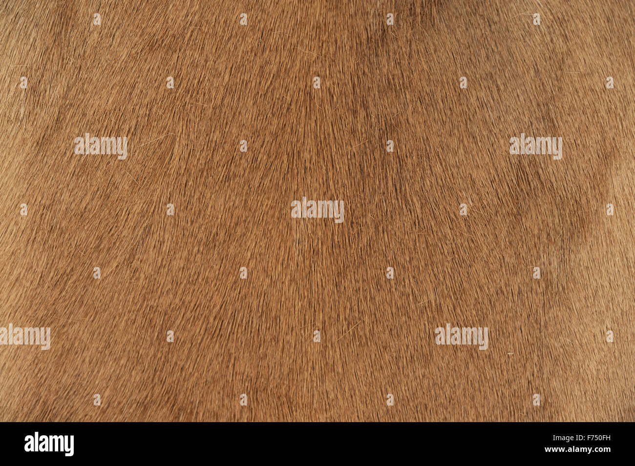 Skin of Goat Stock Photo - Alamy