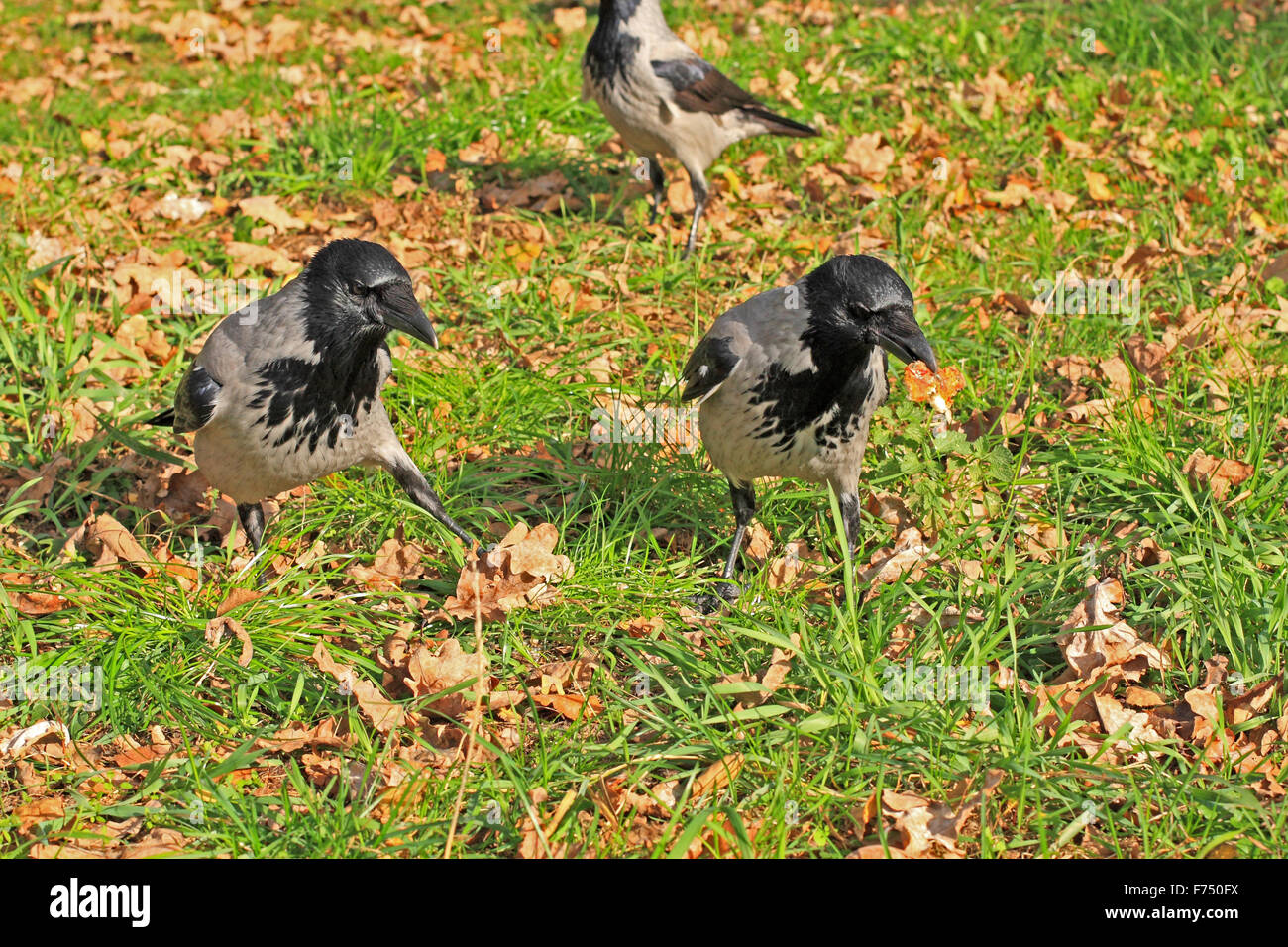 Dancing crows hi-res stock photography and images - Alamy