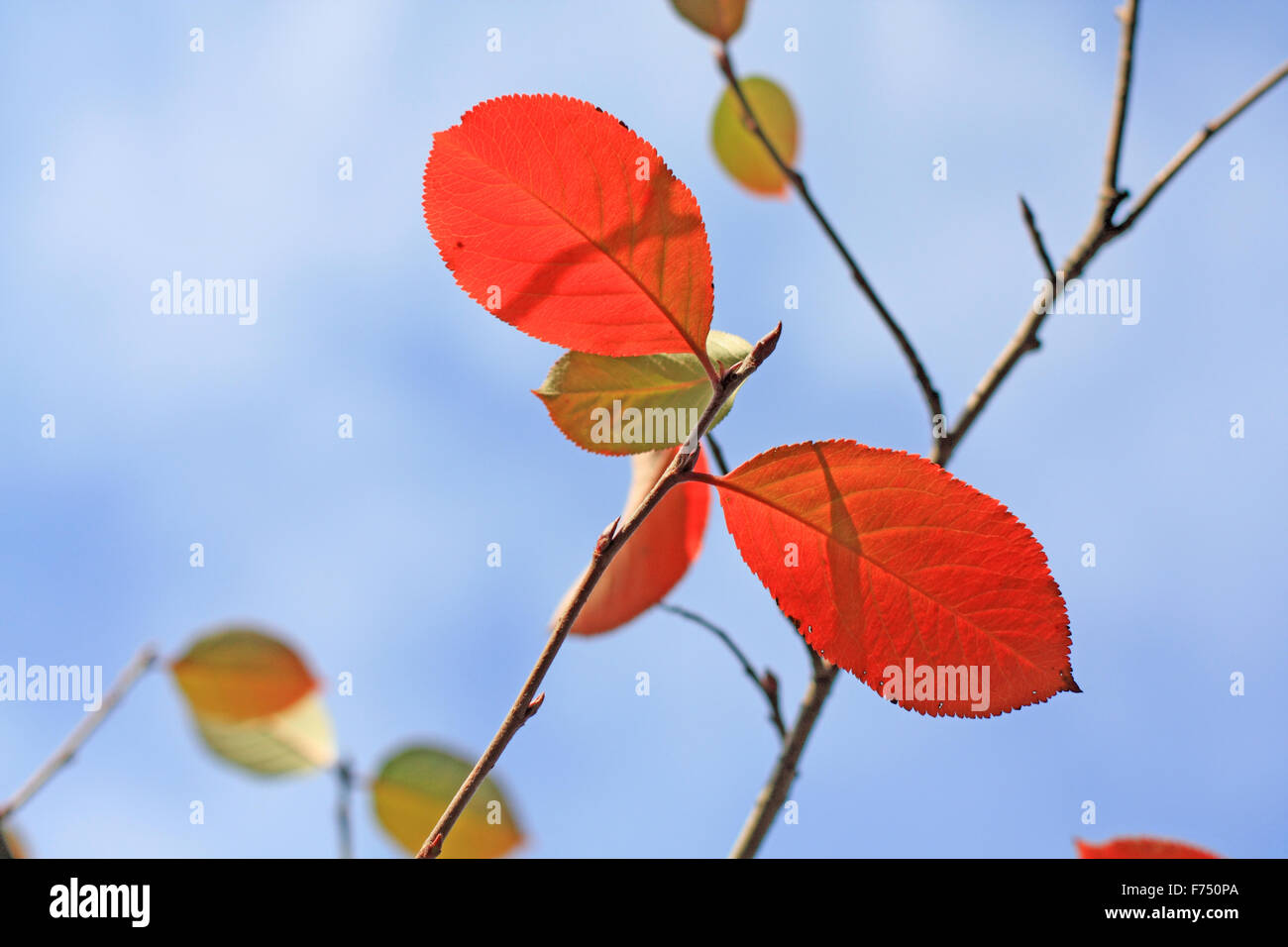 Plum veins hi-res stock photography and images - Alamy