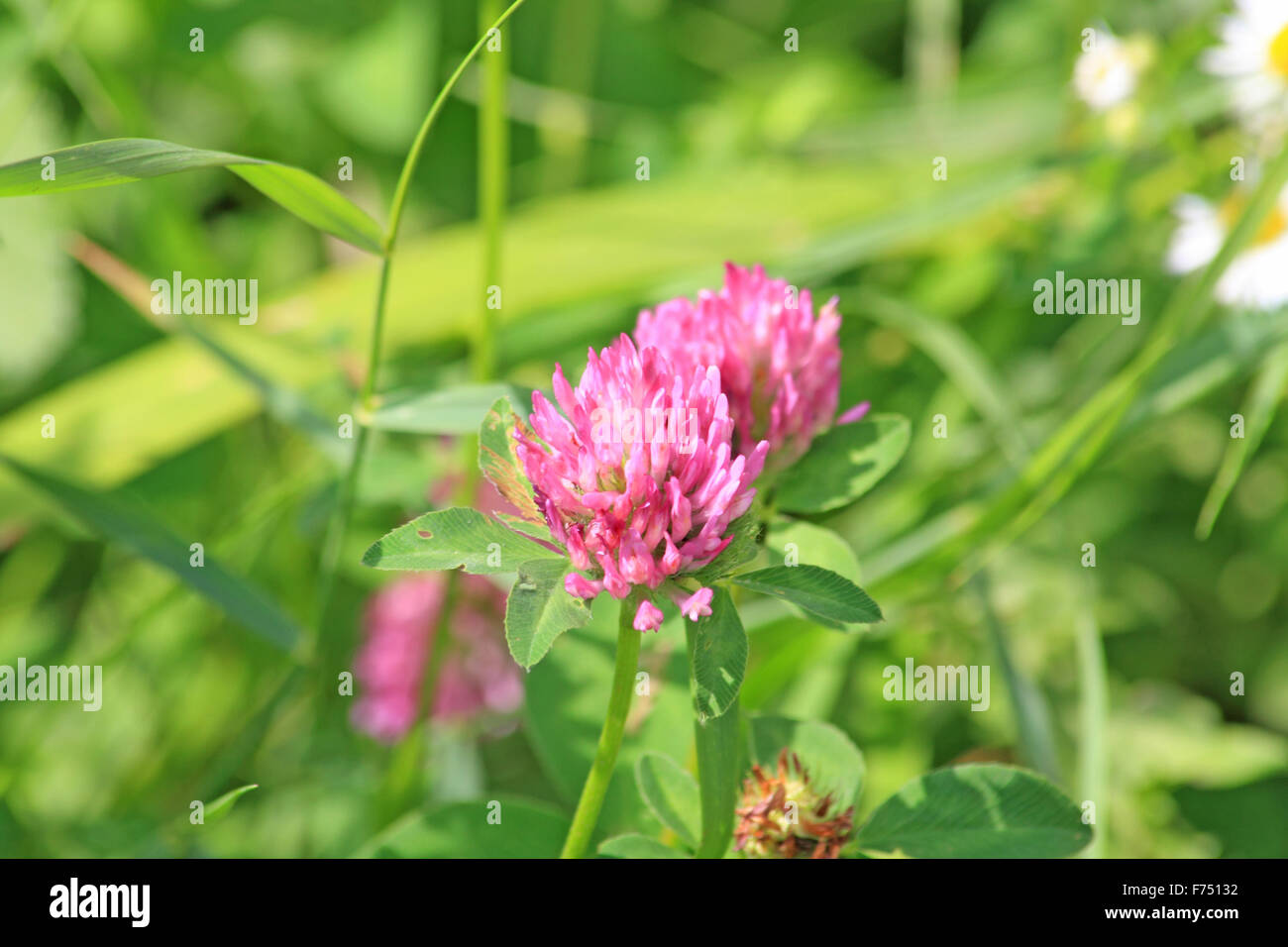 Red clover leaves hi-res stock photography and images - Alamy
