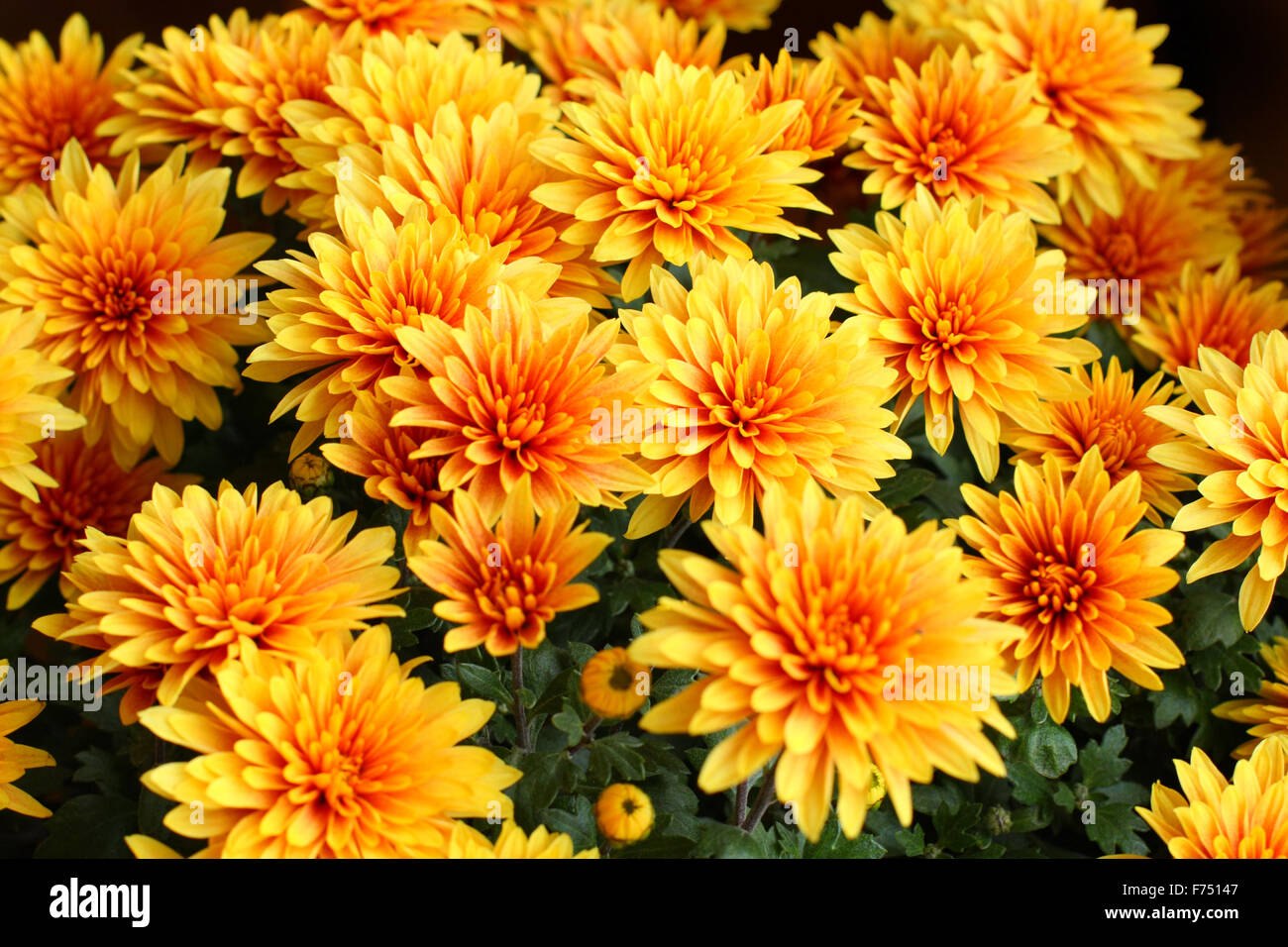 Bright yellow chrysanthemum Stock Photo - Alamy