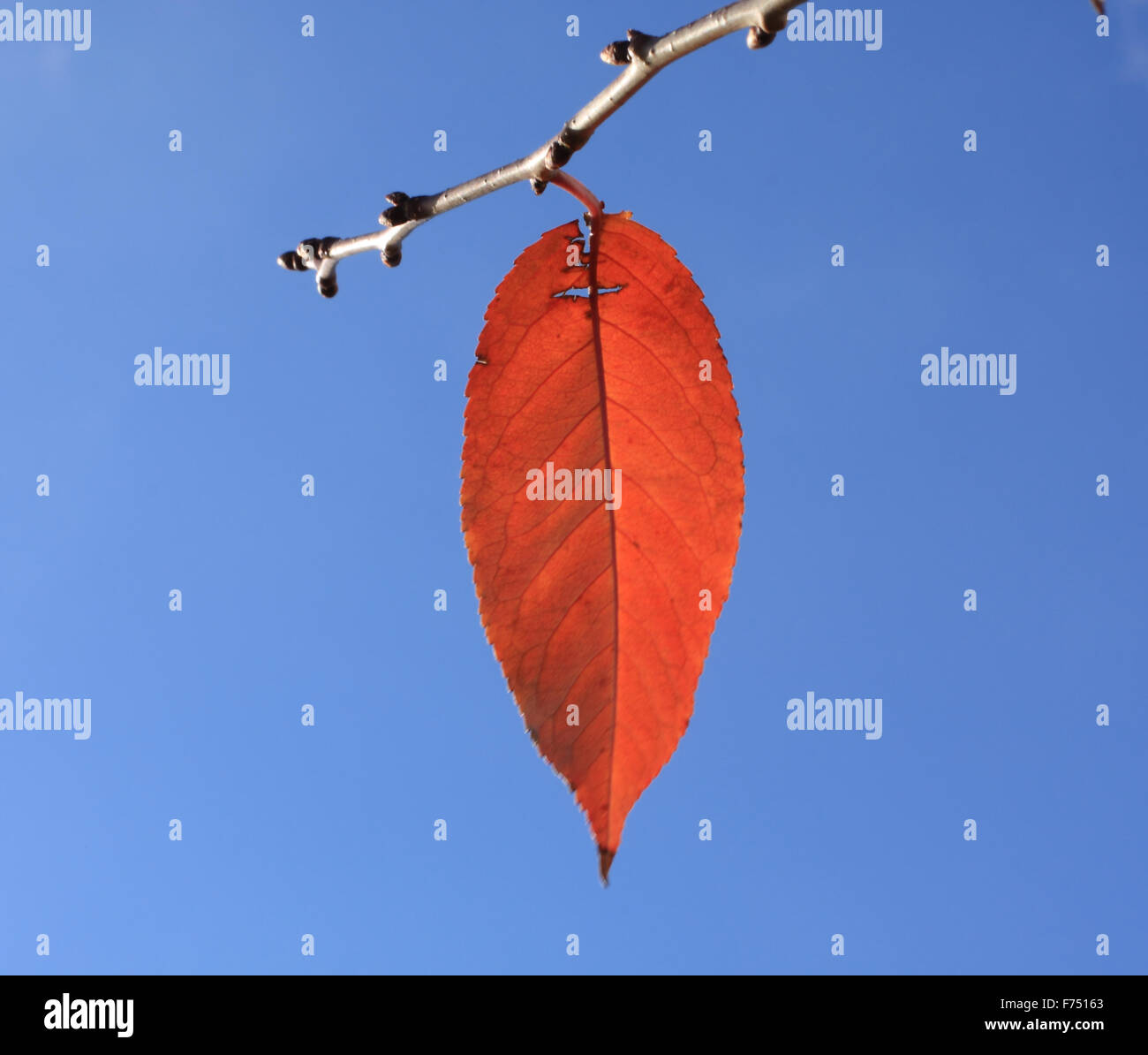 The Last Leaf High Resolution Stock Photography and Images - Alamy