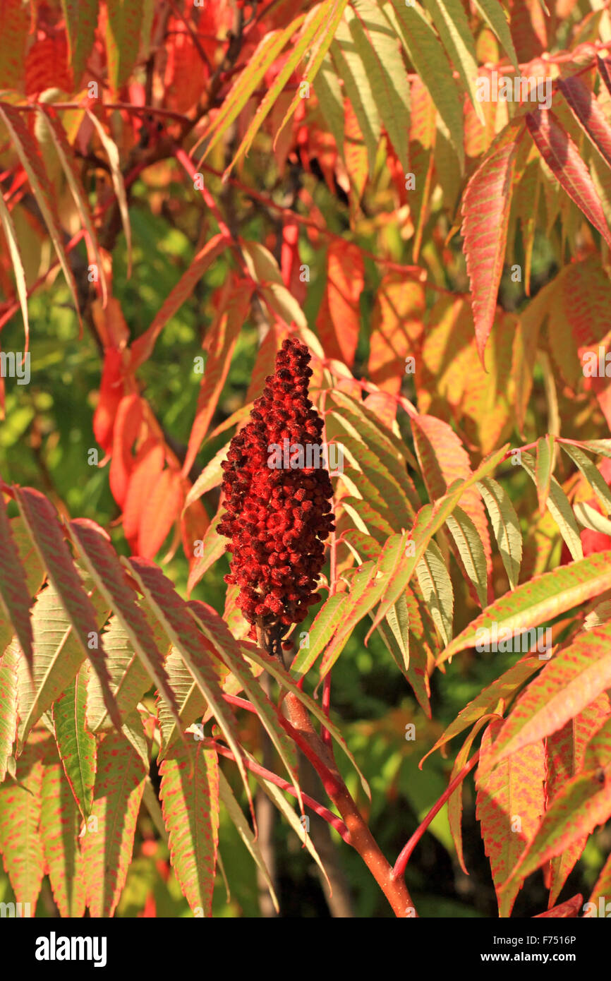 Sumac head hi-res stock photography and images - Alamy