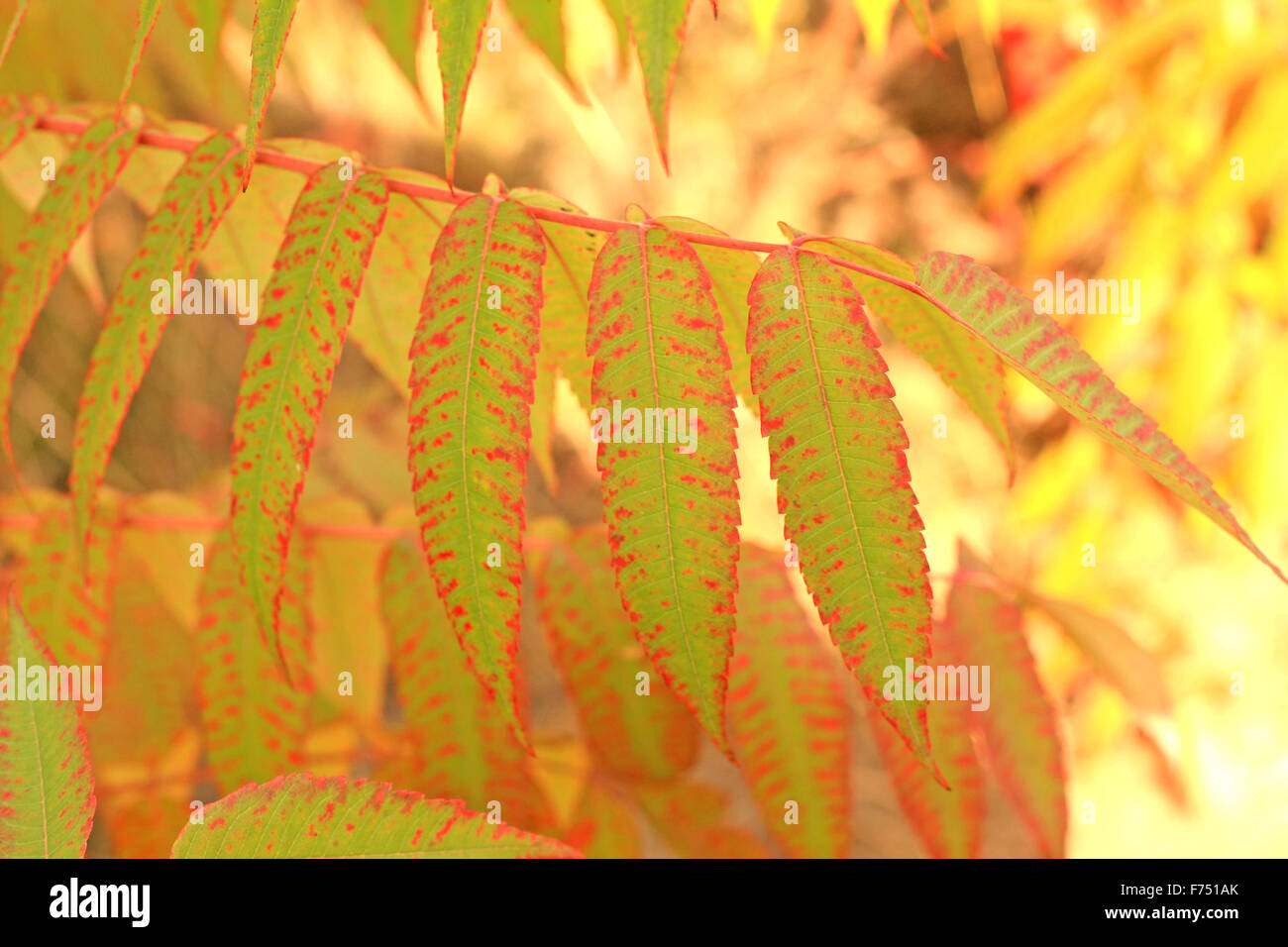 Fall foliage red sumac hi-res stock photography and images - Alamy