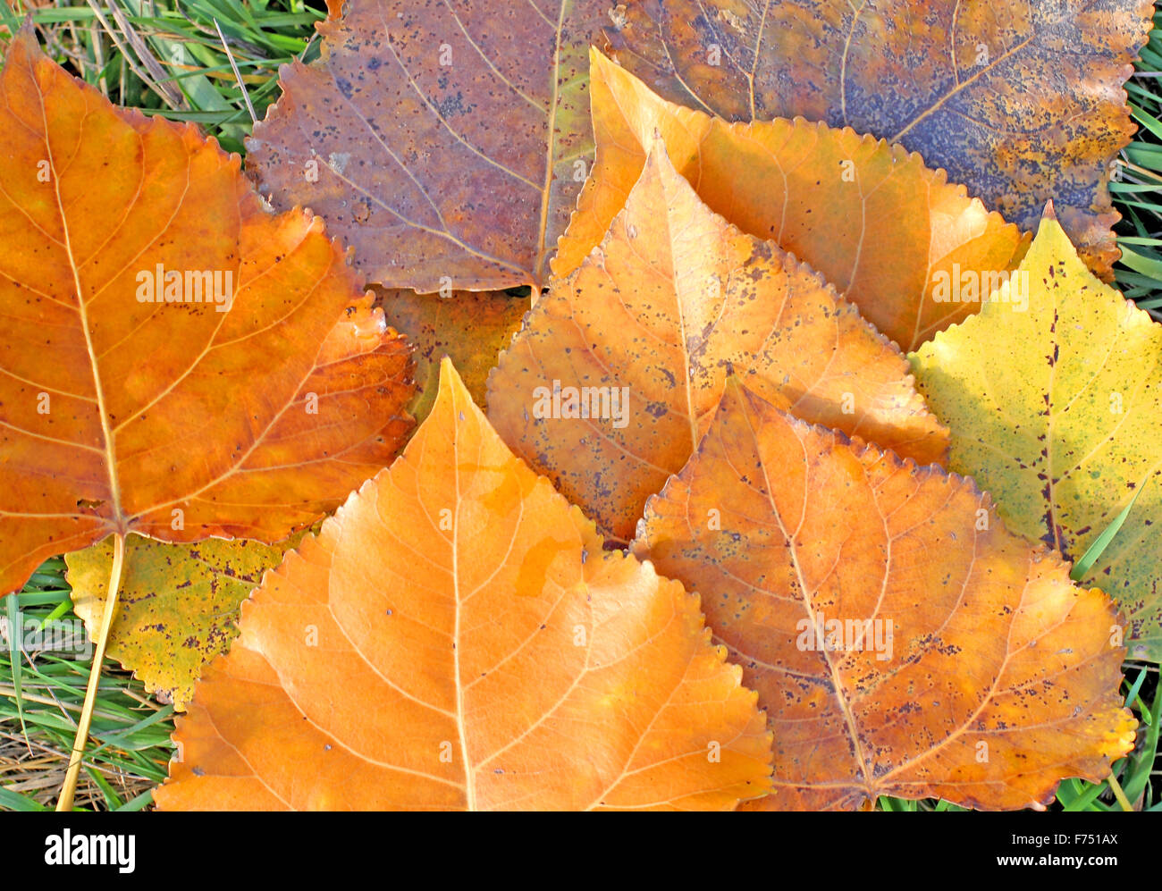 Fallen poplar hi-res stock photography and images - Alamy