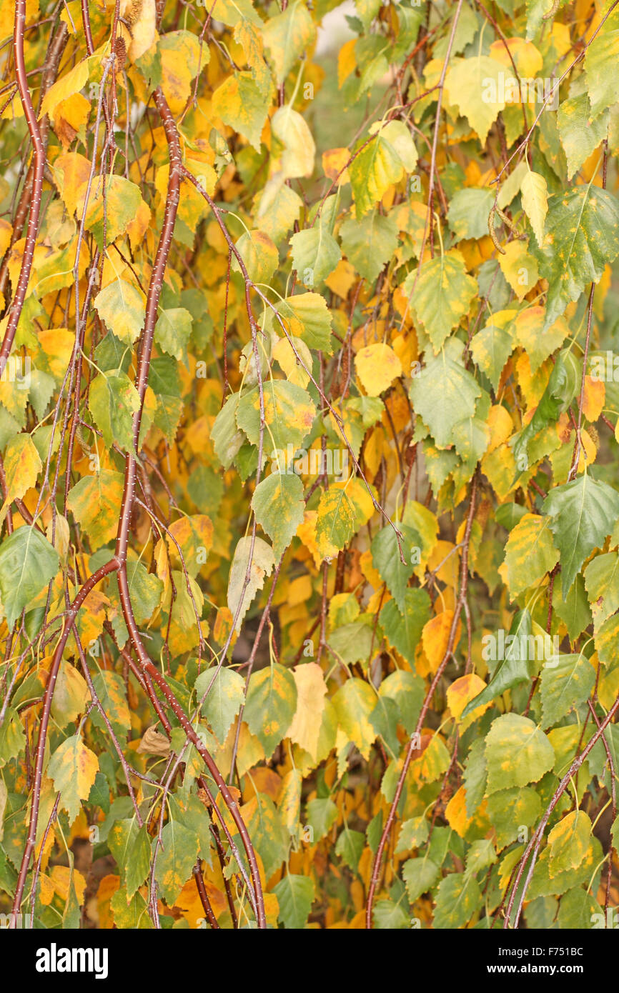 Close Up Of Leaves Of Birch Tree High Resolution Stock Photography and ...