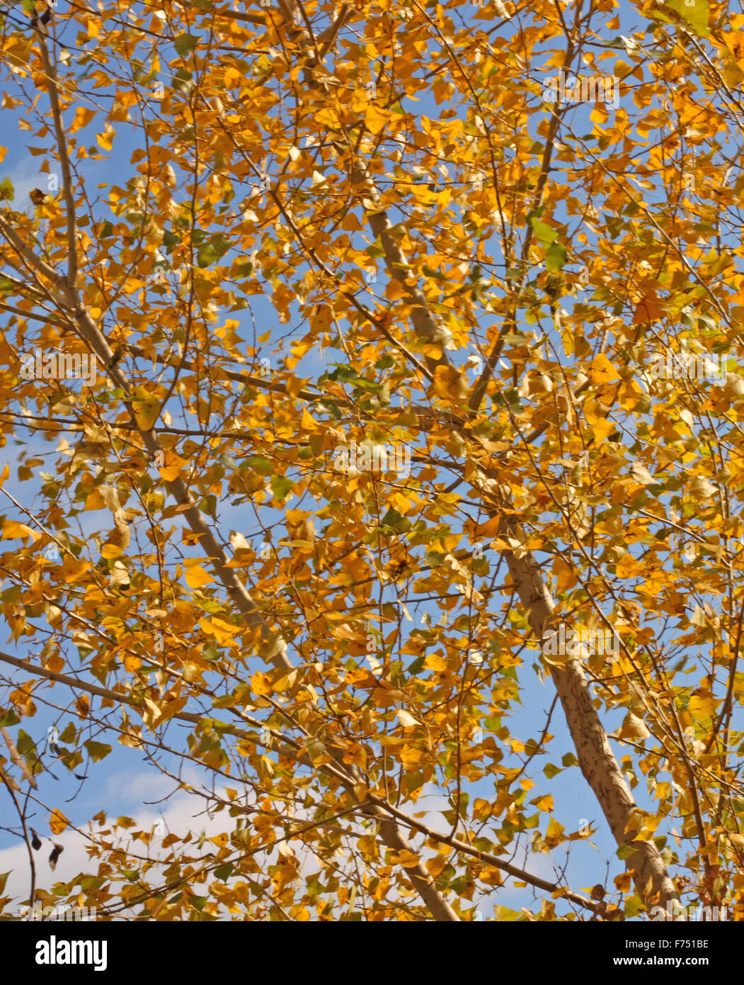 Poplar tree leaves hi-res stock photography and images - Alamy