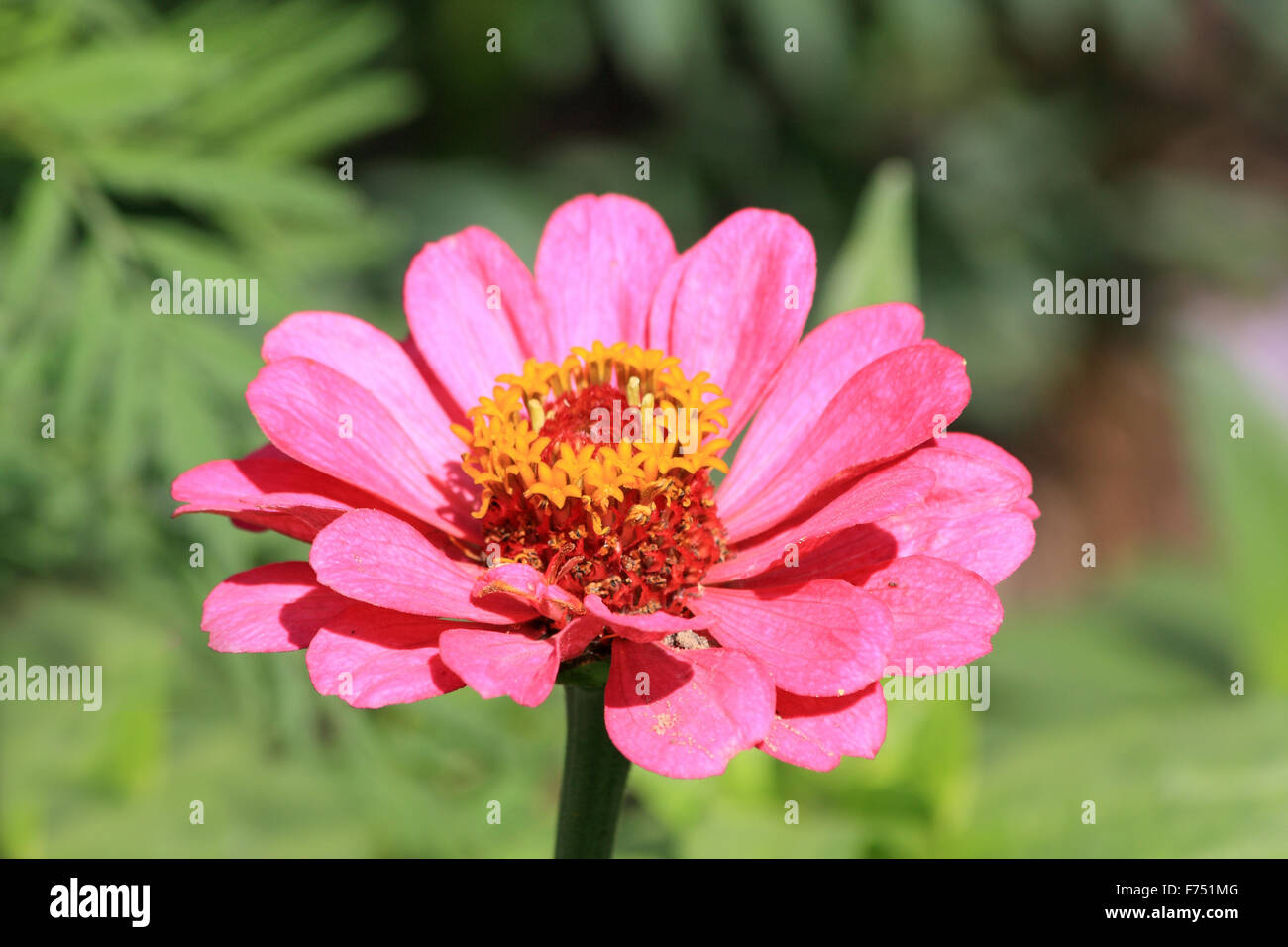 Pink mayor blossom Stock Photo - Alamy