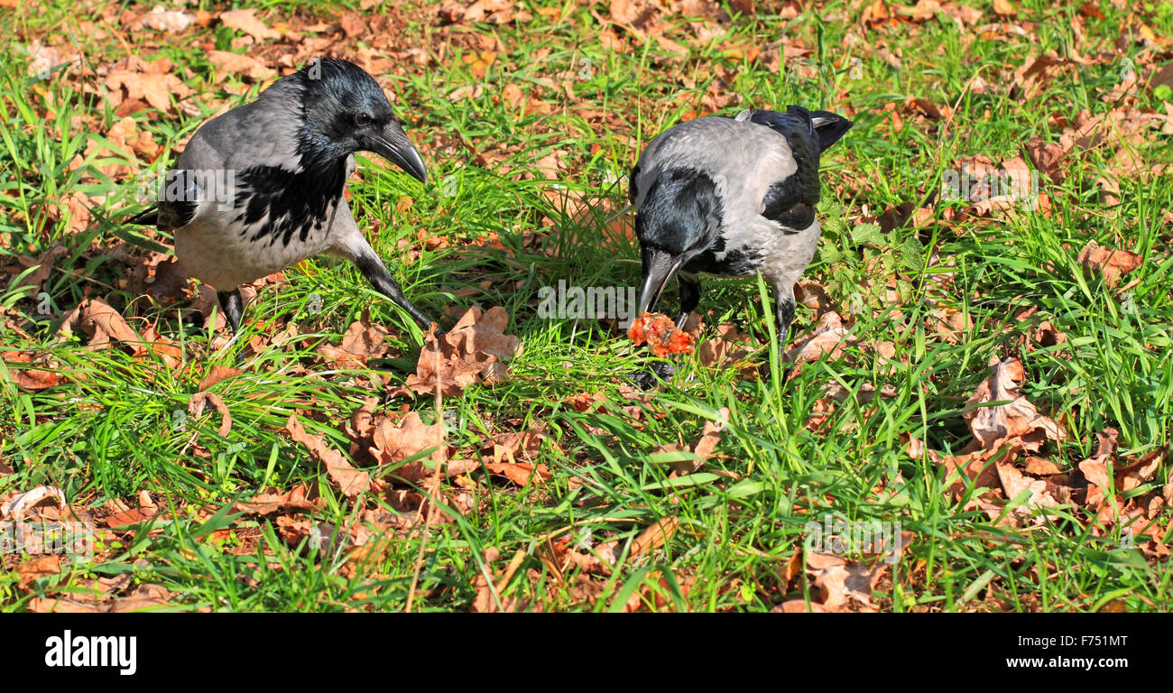 Two step dance hi-res stock photography and images - Alamy