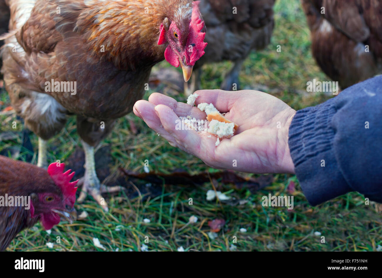 Hand Feeding Chicken Stock Photo - Alamy