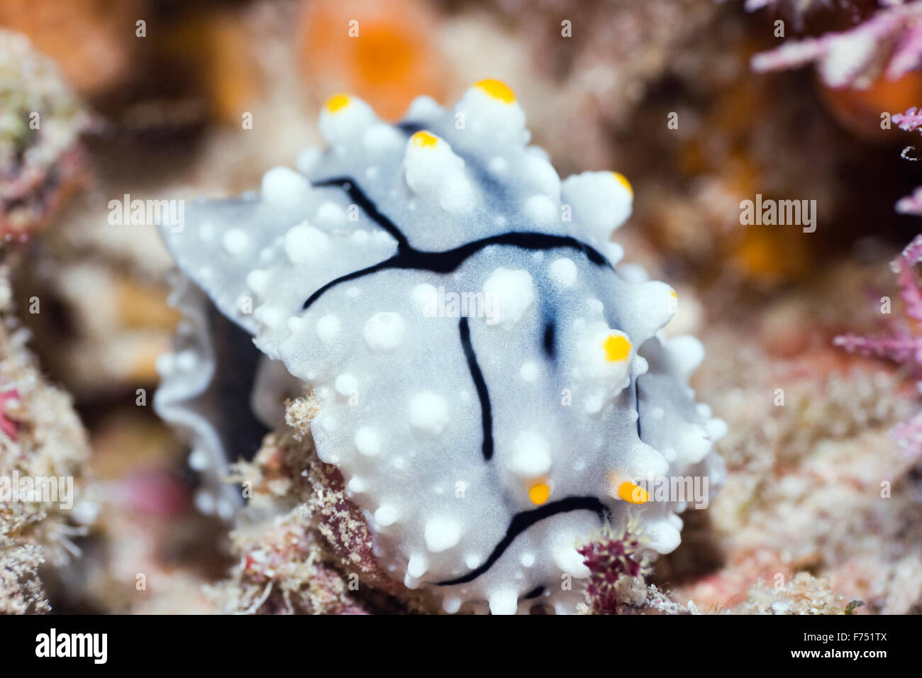 Nudibranch pacific red hi-res stock photography and images - Alamy