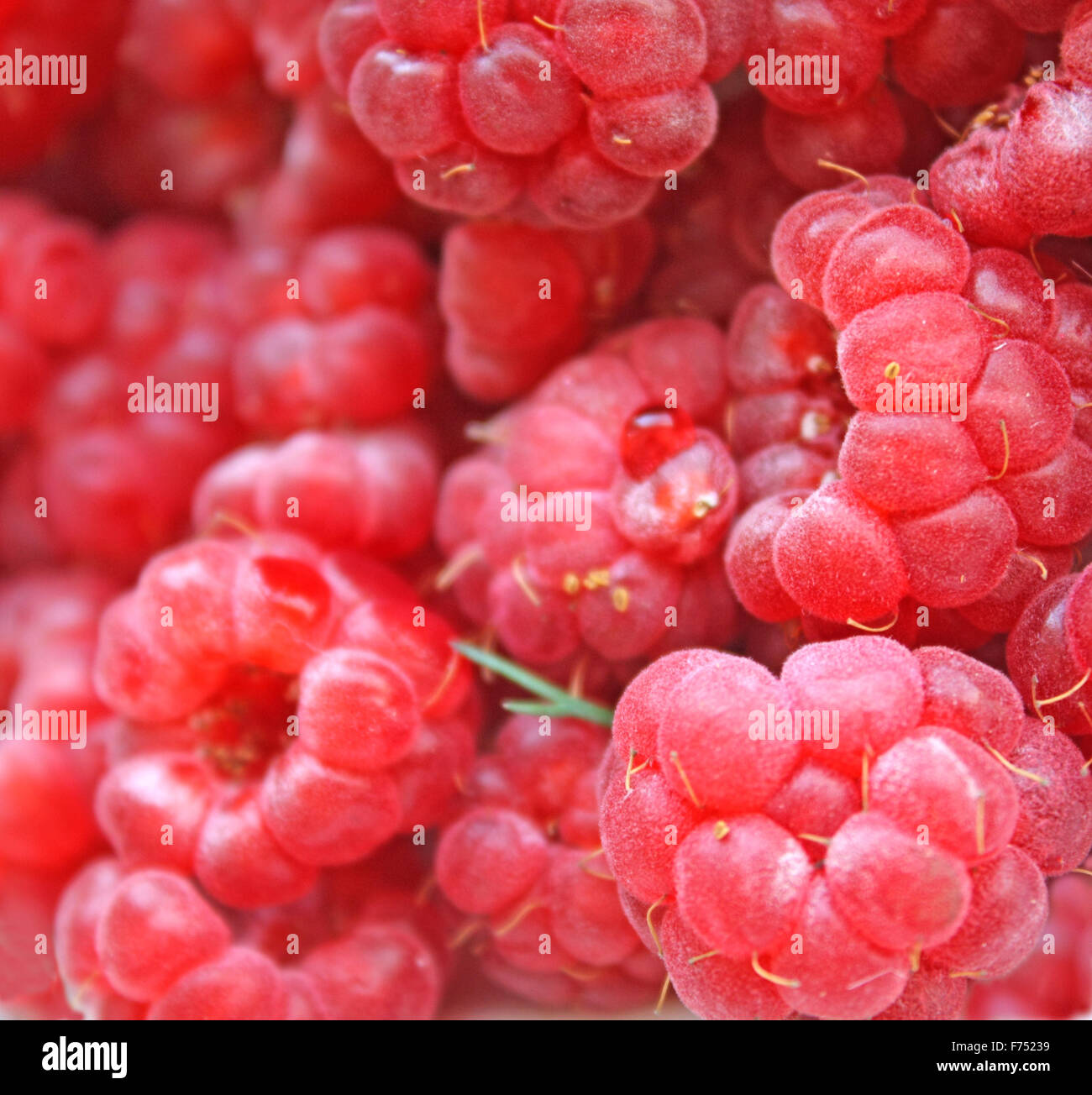 Juicy jam hi-res stock photography and images - Alamy