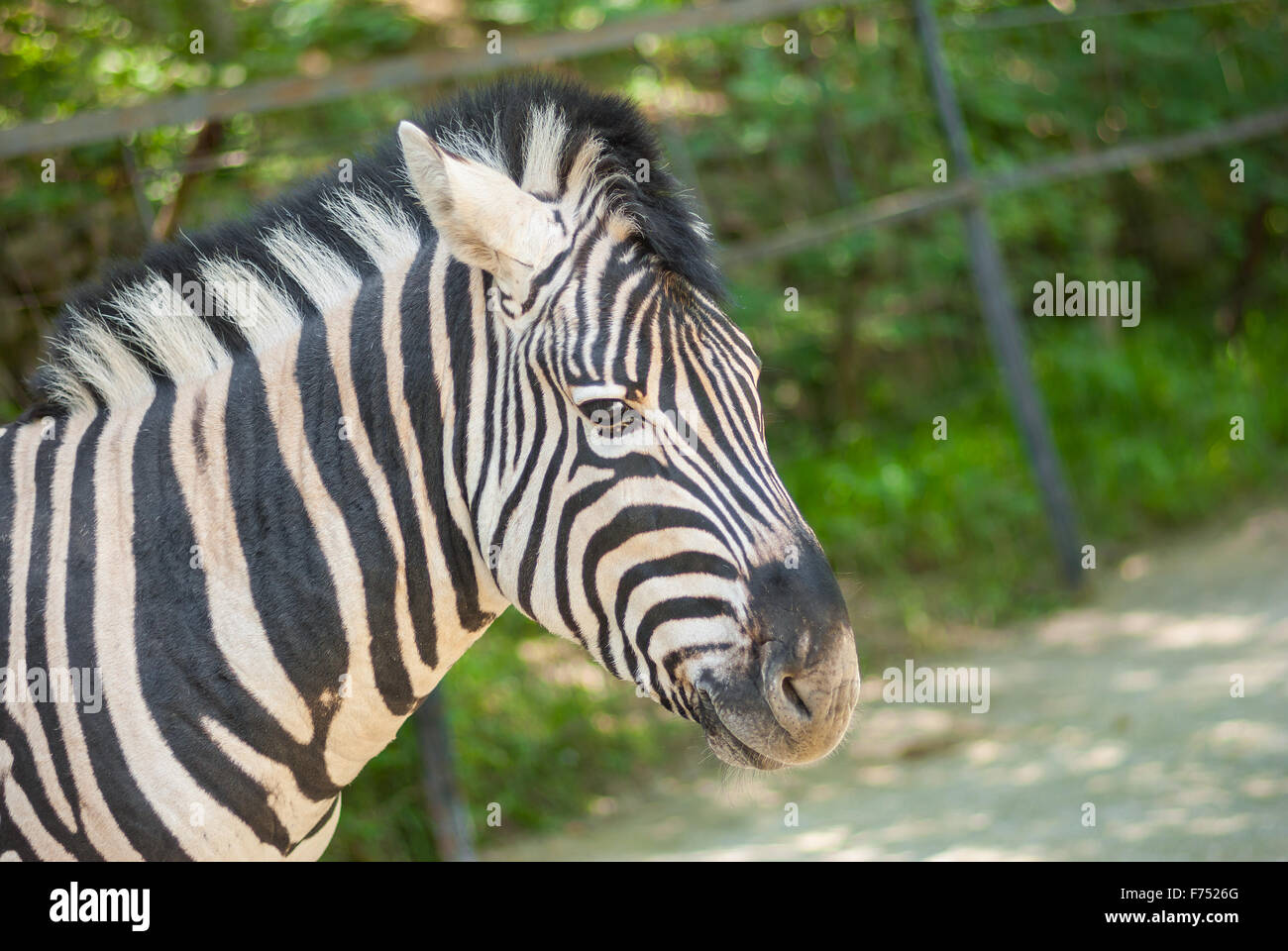 Outdoor portrait of cute zebra Stock Photo - Alamy