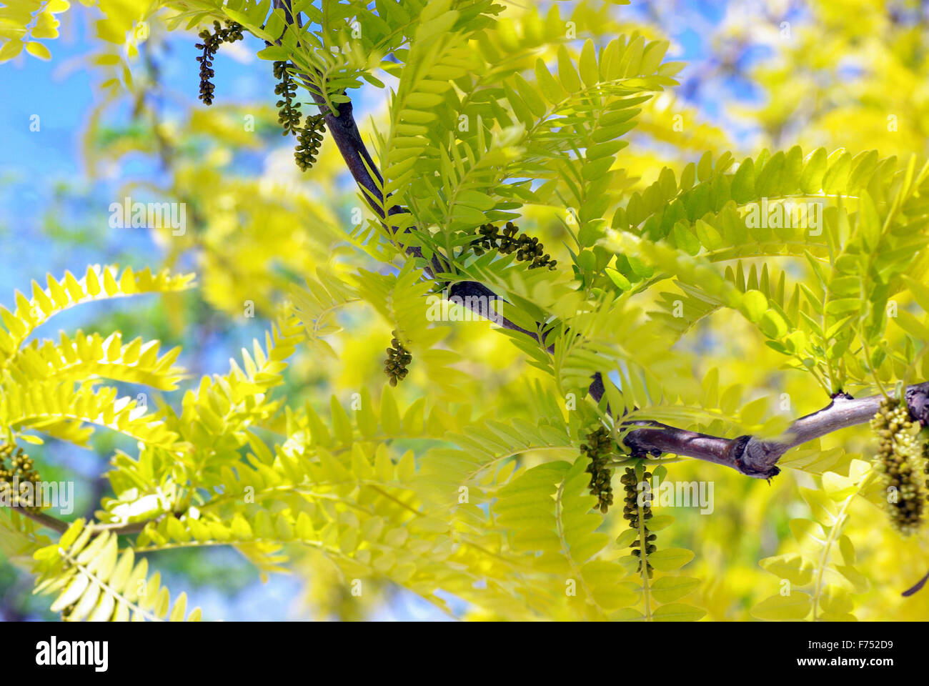 Yelow and blue hi-res stock photography and images - Alamy