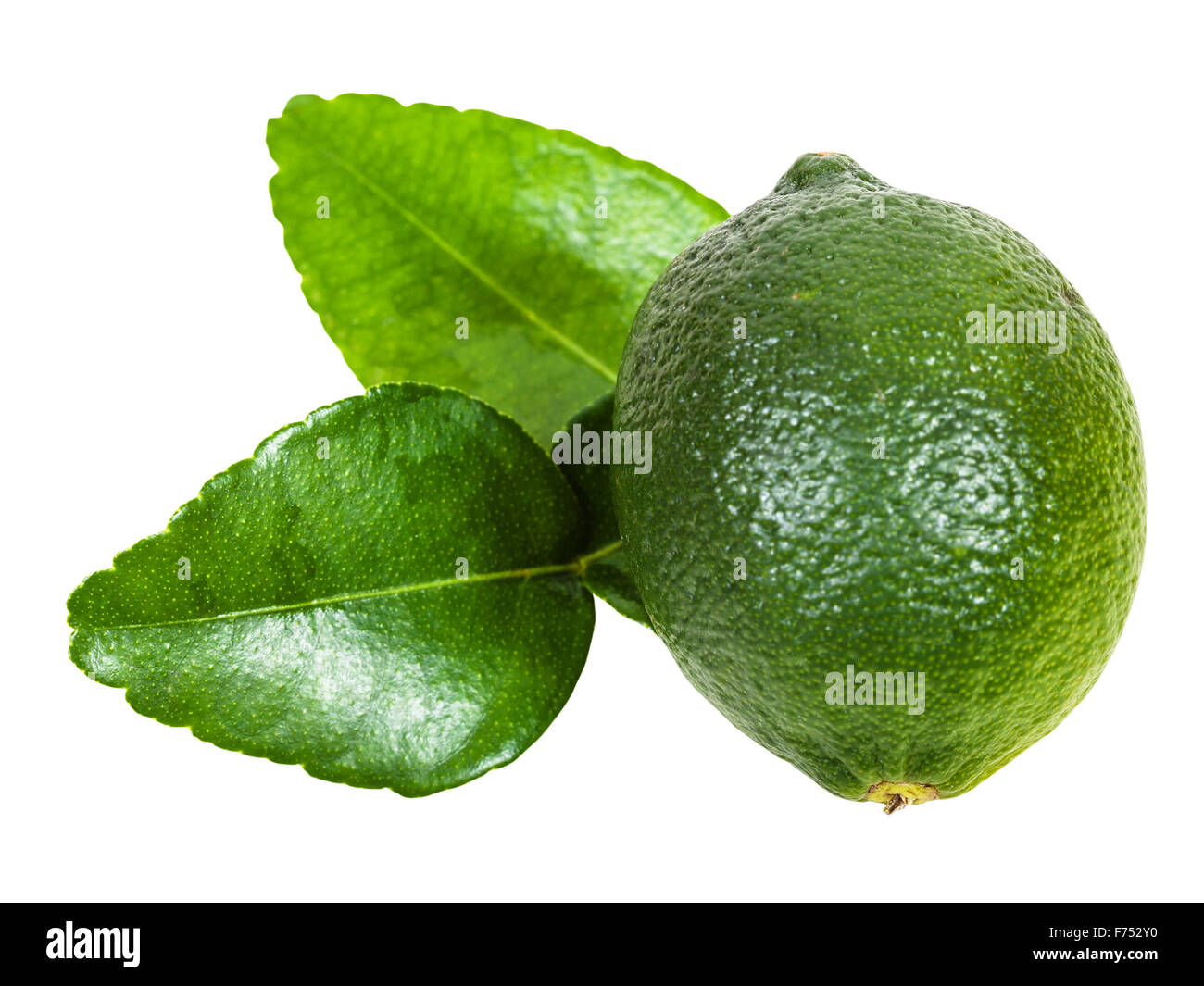 fresh green kaffir lime fruit with leaves isolated on white background ...