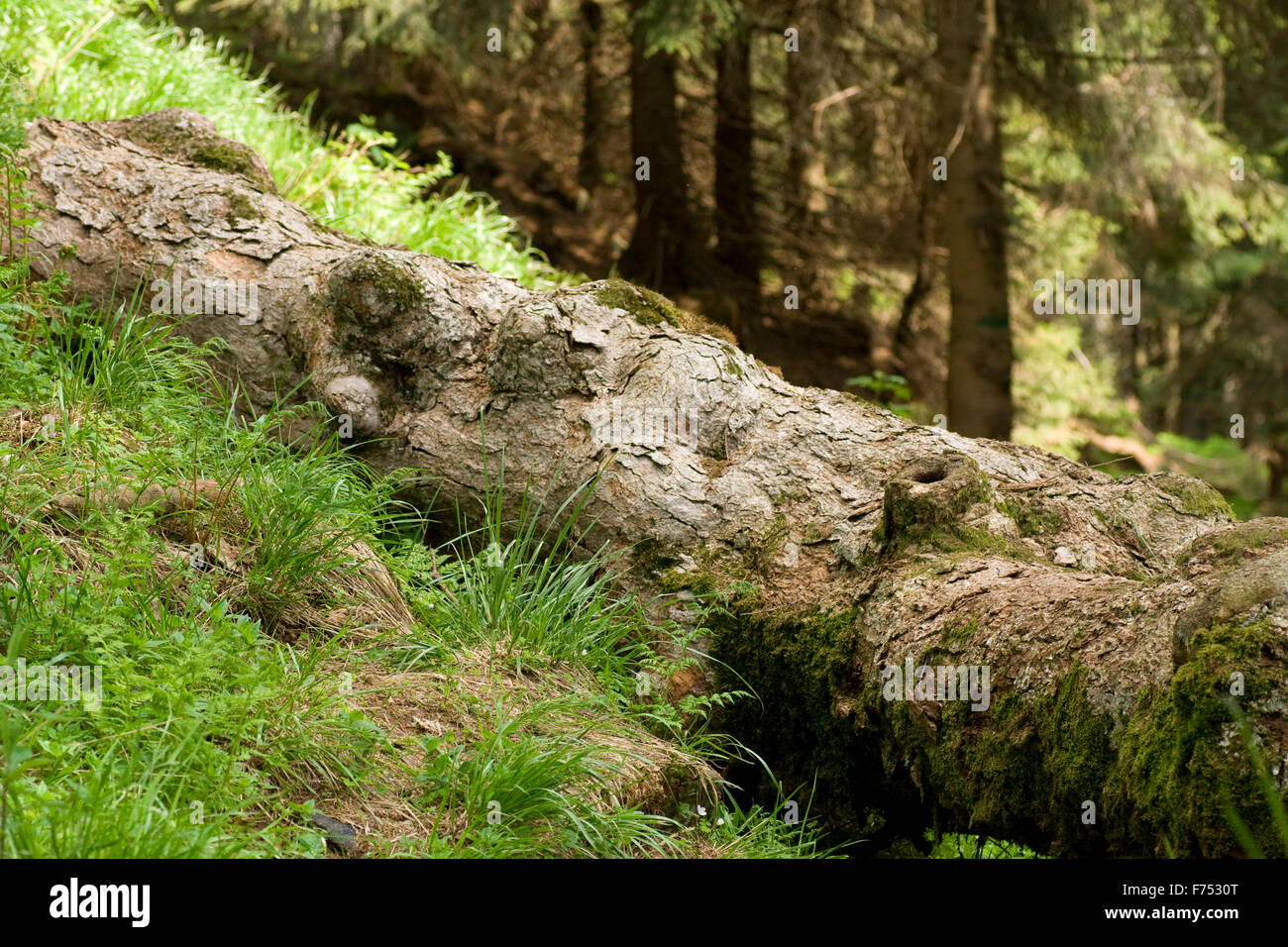 fallen beech tree in mountains Stock Photo - Alamy