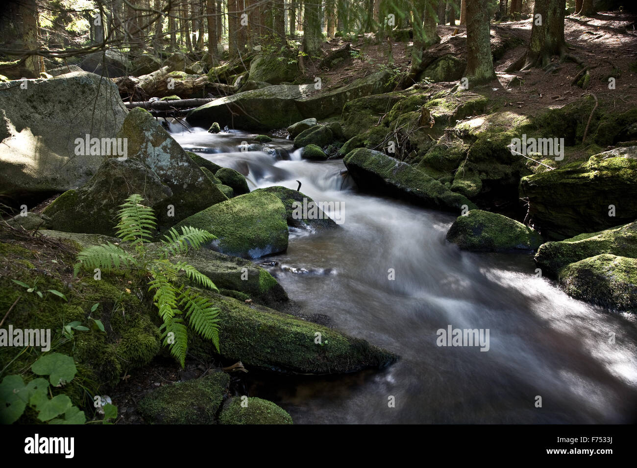 Stream in forest Stock Photo - Alamy